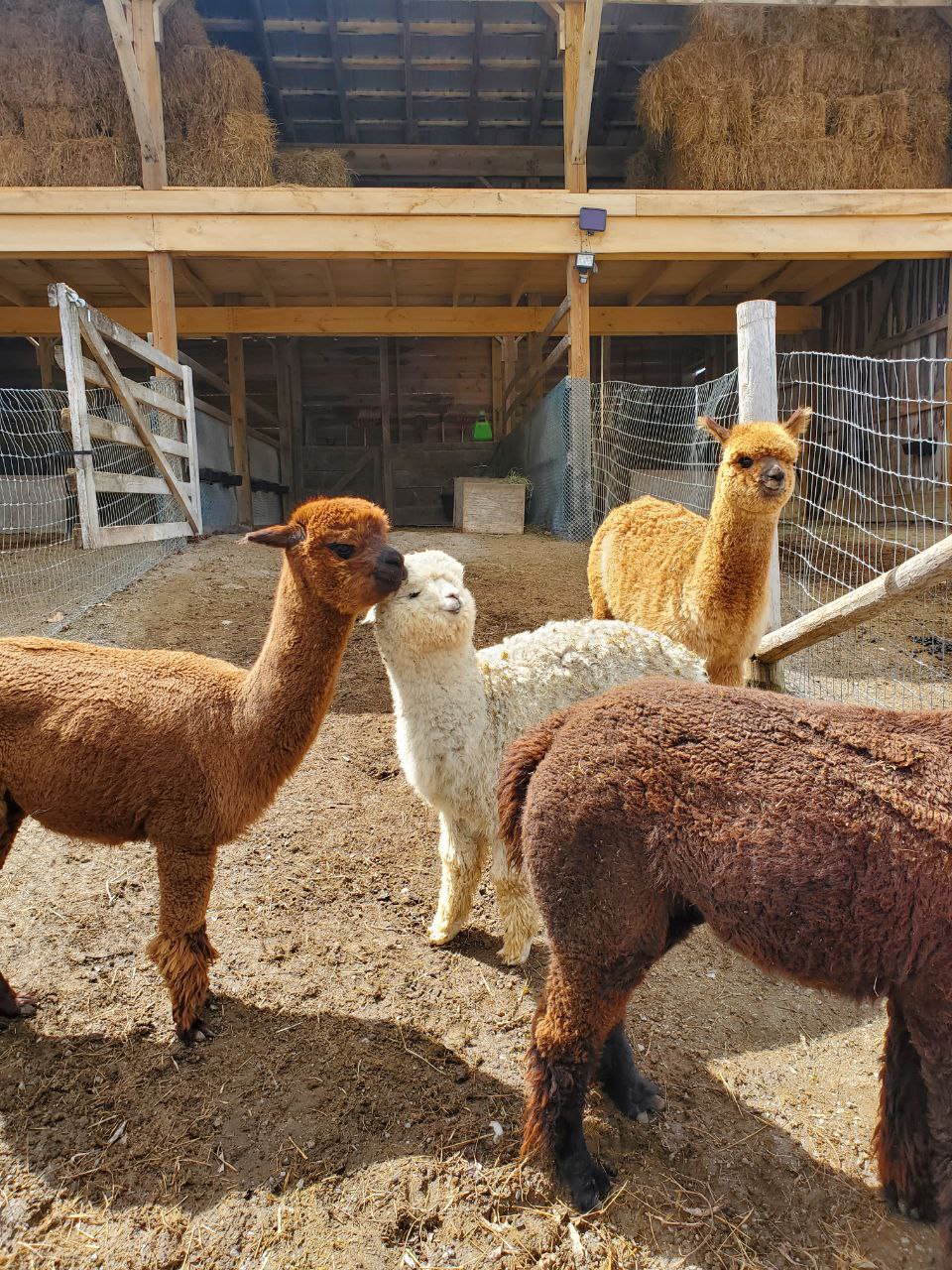 2023 Plans and Update – Rainbow River Alpacas